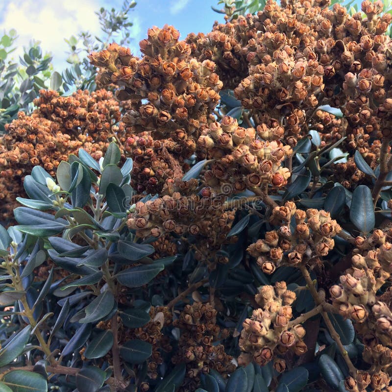 Ripe Seeds of an Exotic Plant, Plant Stock Photo - Image of seed, leaf ...