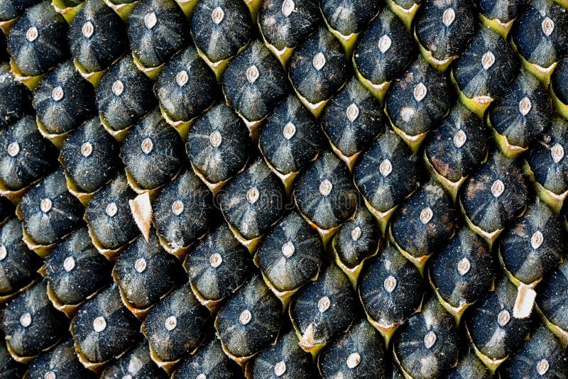 Ripe seeds in sunflower stock photo. Image of snack, close - 60708916