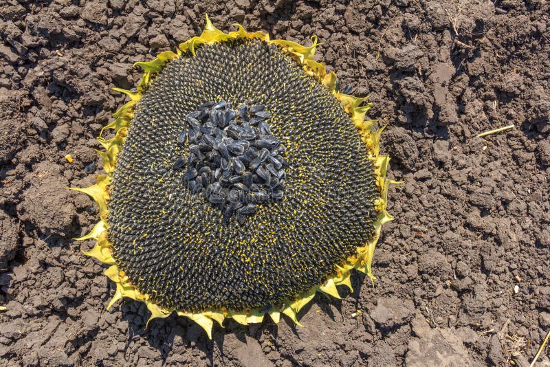 Ripe seeds in a sunflower stock photo. Image of natural - 128839870