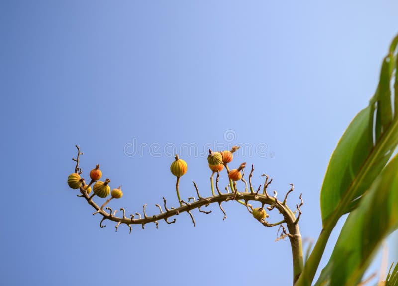 Ripe shell ginger fruit stock photo. Image of botany - 60570008