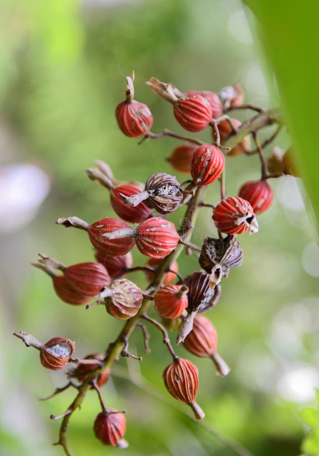 Ripe shell ginger fruit stock photo. Image of alpinia - 62245548