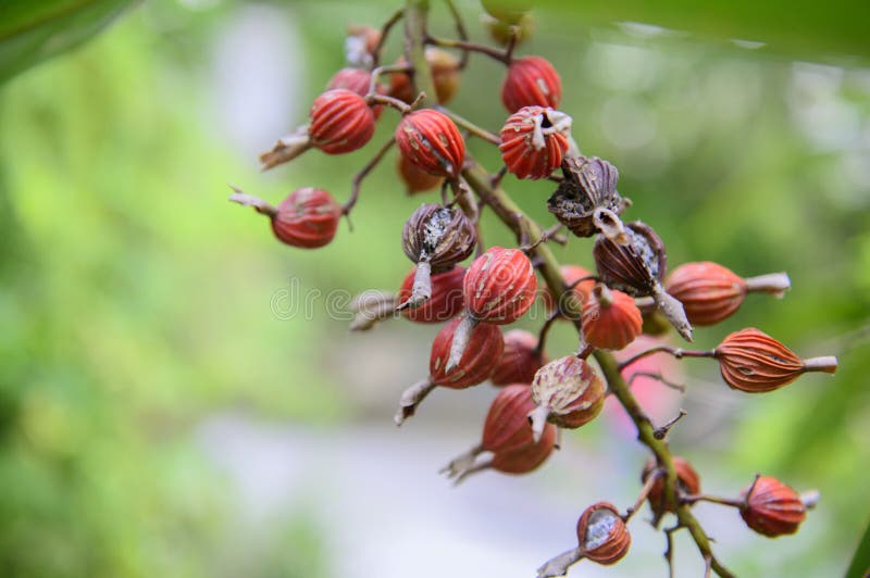 Ripe shell ginger fruit stock photo. Image of decoration - 62245570