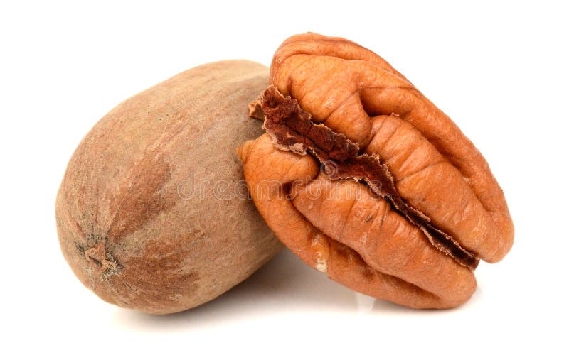 Ripe shelled pecan nuts. stock image. Image of protacopy - 140175397