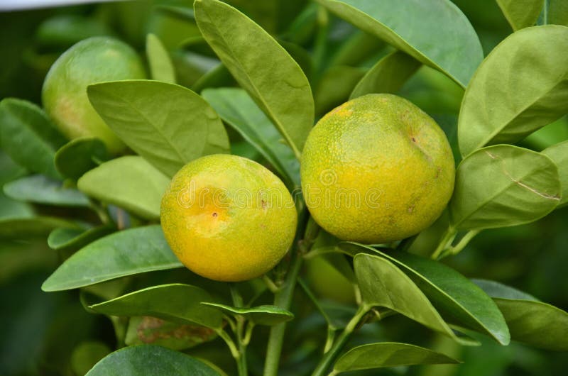 Ripe Shokun Stock Photos - Free & Royalty-Free Stock Photos from Dreamstime