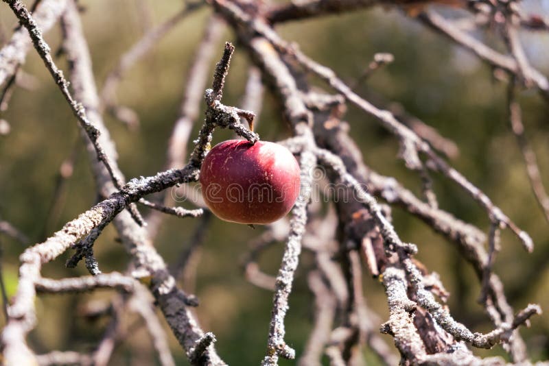 Ripe Single Apple on a Dry Tree Branch Stock Photo - Image of natural ...