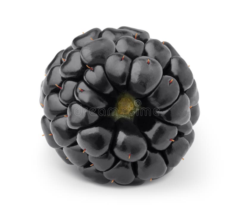 Ripe Single Blackberry Isolated on a White. Stock Photo - Image of ...