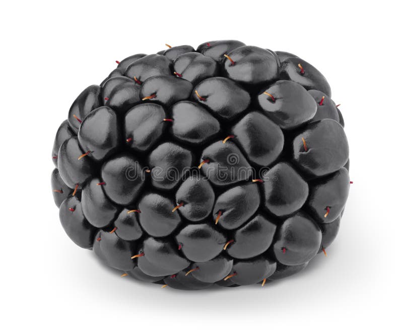 Ripe Single Blackberry Isolated on a White. Stock Image - Image of ...