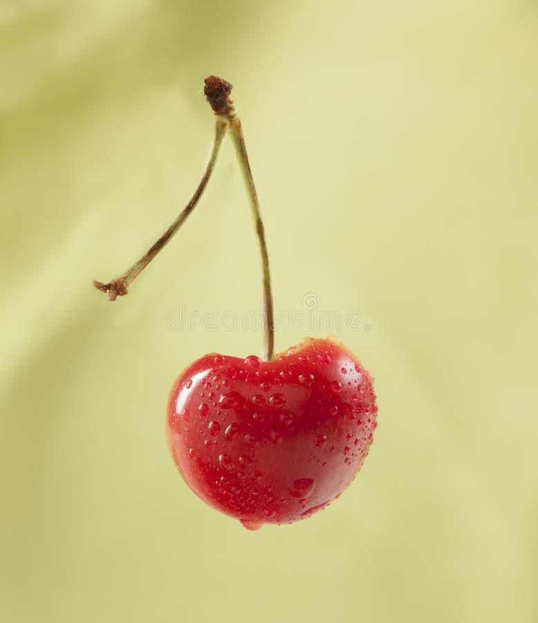 Ripe single cherry stock photo. Image of color, healthy - 49883718