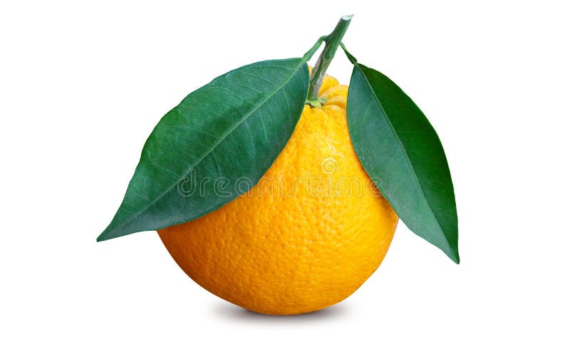 Ripe Single Orange with Two Leaves Stock Image - Image of orange ...