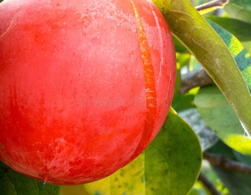 Ripe Single Persimmon Fruit on the Tree in Leaves Stock Photo - Image ...