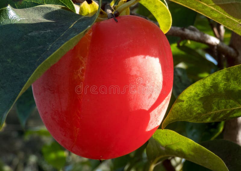 Ripe Single Persimmon Fruit on the Tree in Leaves Stock Image - Image ...