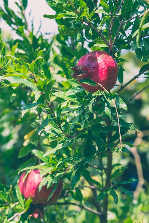 Ripe and Small Pomegranate Fruit on Tree Branch, Selective Focus. Toned ...