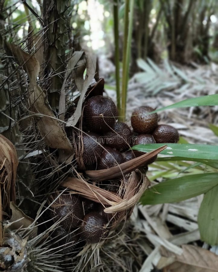 Ripe Snake Fruit on the Tree Stock Photo - Image of snake, ready: 261753068