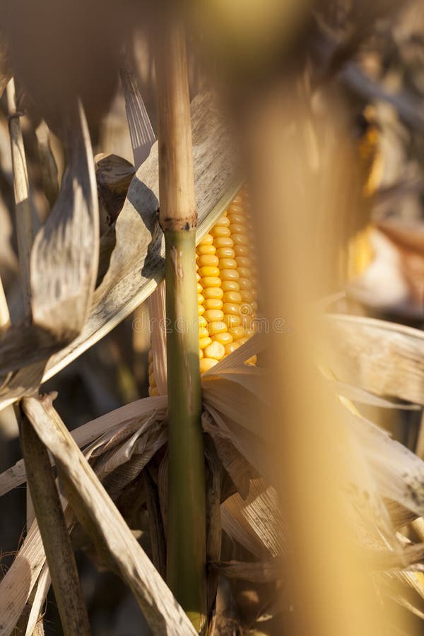 Ripe solid corn stock image. Image of organic, outdoors - 121696585