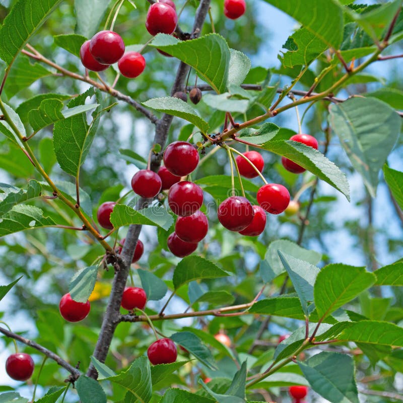 Ripe Sour Cherries on the Tree Stock Photo - Image of fruit, cerasus ...