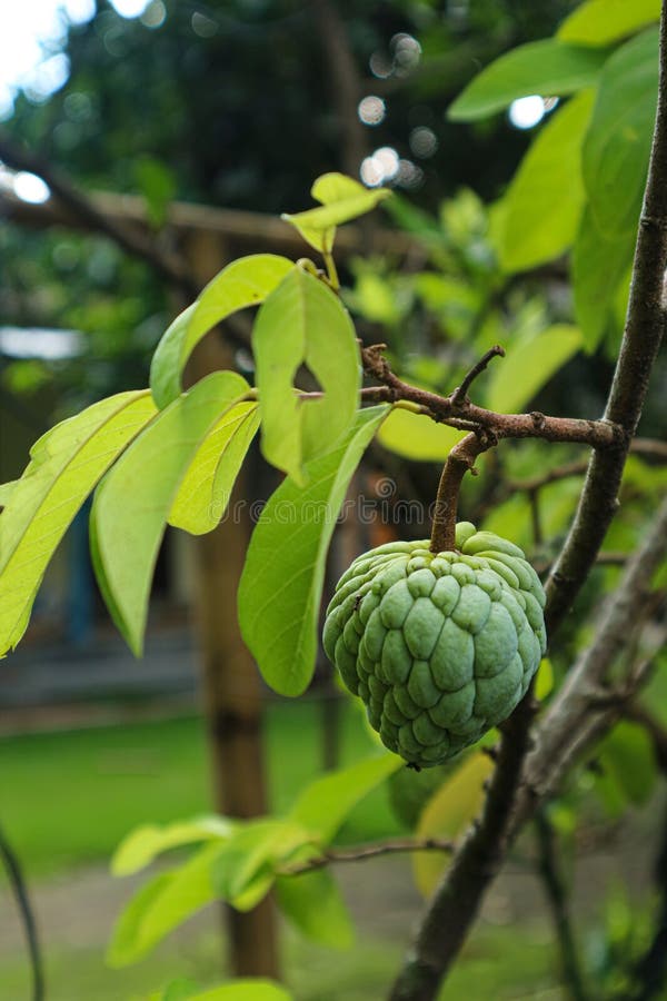 Ripe Soursop Fruit or Srikaya Fruit on the Tree. Stock Photo - Image of ...