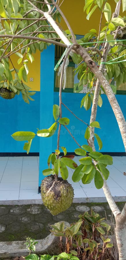 Ripe Soursop Fruit on the Tree Stock Photo - Image of trees, fruit ...