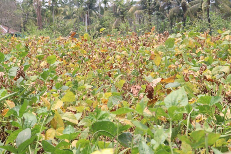 Ripe Soybean on Tree in Farm for Oil Stock Image - Image of isolated ...