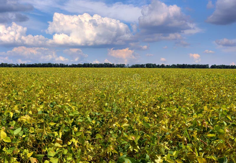 Soybeans Ready To Harvest In The Field Stock Image - Image of farming ...
