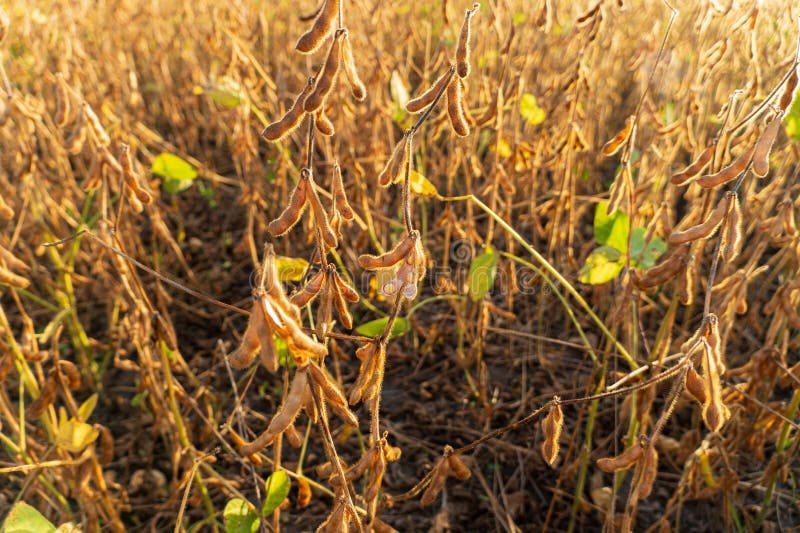 Ripe Soybeans in the Field. Ripe Soybean Pods on Stalks Stock Photo ...