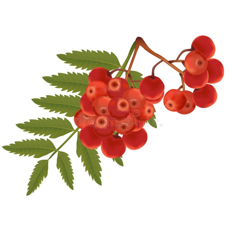 A Ripe Sprig of Mountain Ash with Leaves. Design of Autumn ...