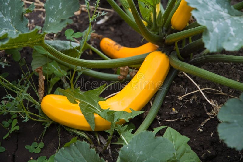 Ripe Squash stock image. Image of large, squash, fresh - 16506325