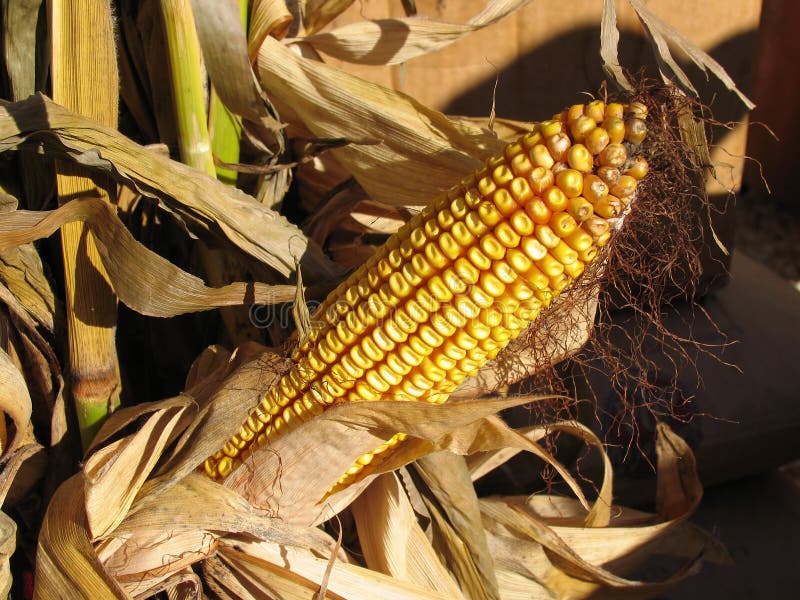 Ripe Stalk of Corn stock photo. Image of harvest, stalk - 259398