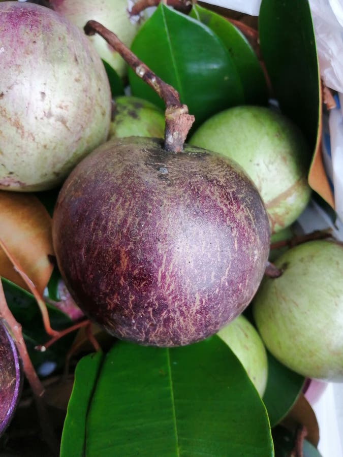 Ripe Star Apple with Leaves and Raw Stock Image - Image of star, leaves ...