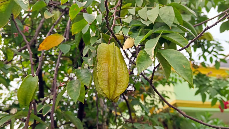 Ripe Star Fruit on the Tree Stock Photo - Image of freshness, nature ...
