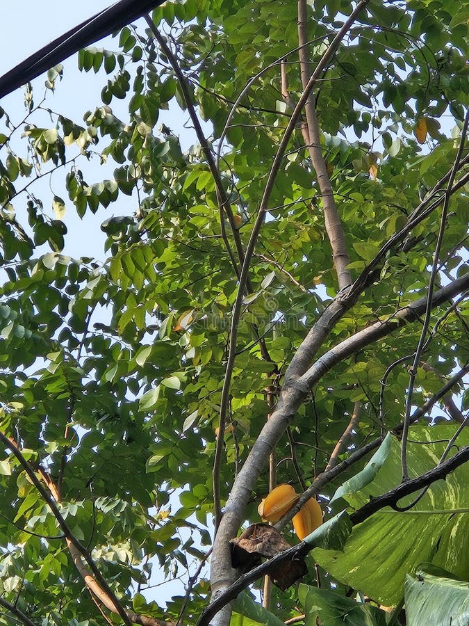 Ripe Star Fruits on the Trees Stock Image - Image of star, fruits ...