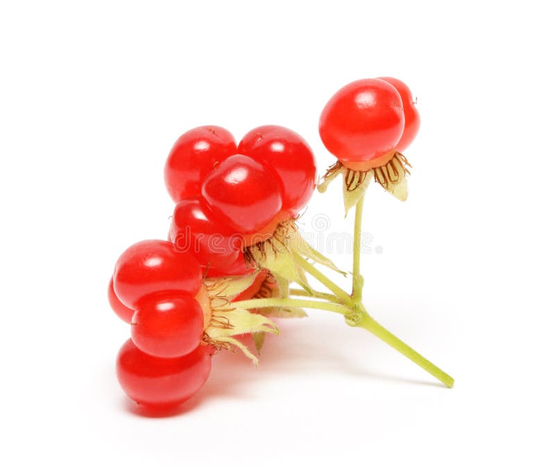 Ripe stone berry stock image. Image of plant, berry, food - 92227617