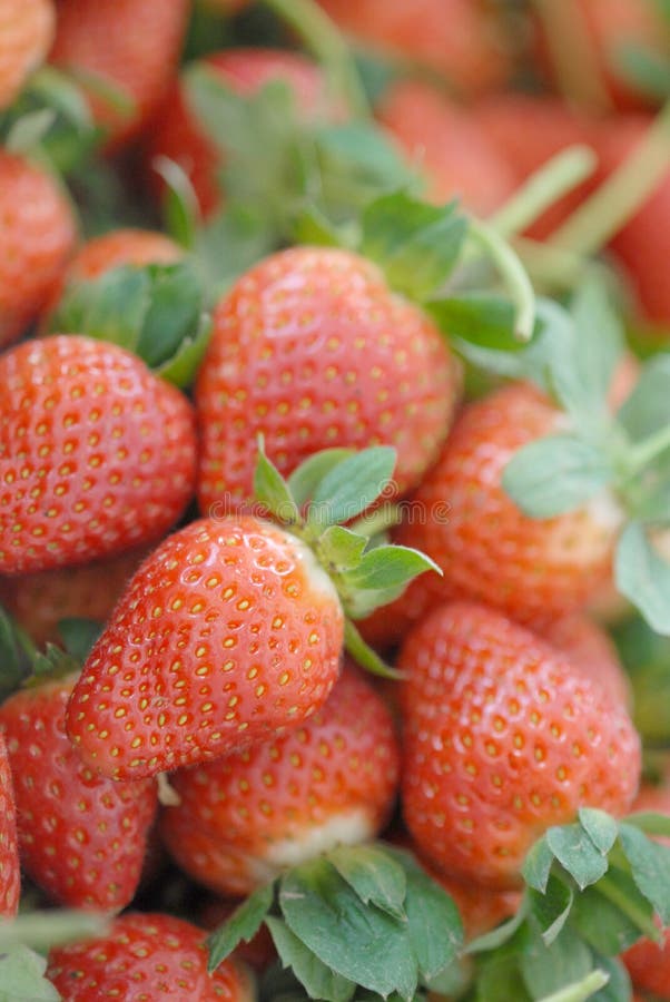 Ripe strawberries stock image. Image of healthy, pile - 27695777