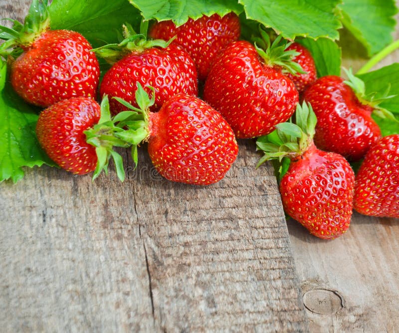 Ripe Strawberries with Leaves on a Tree the View from Stock Image ...
