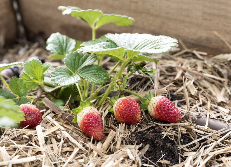 Ripe Strawberry and Flowers. Stock Image - Image of strawberries, ripe ...