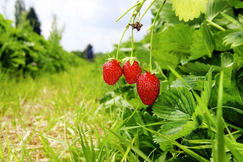 Ripe Strawberries stock photo. Image of strawberry, harvest - 32101838