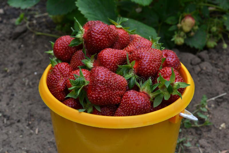 Ripe Strawberries in a Yellow Bucket Stock Photo - Image of strawberry ...