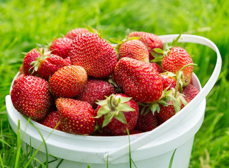 Ripe strawberry stock image. Image of ripe, garden, leaf - 26217895