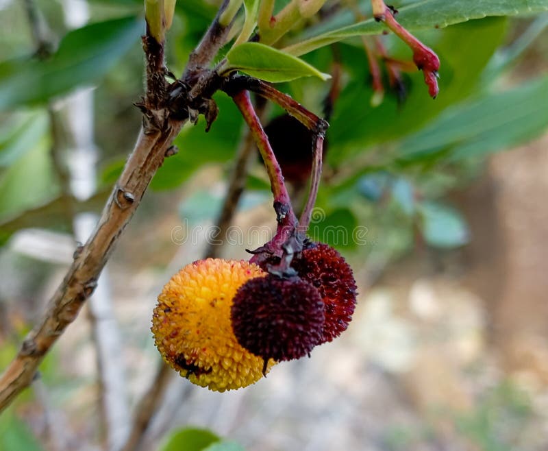Ripe Strawberry Fruit, Arbutus Fruit Stock Image - Image of branch ...