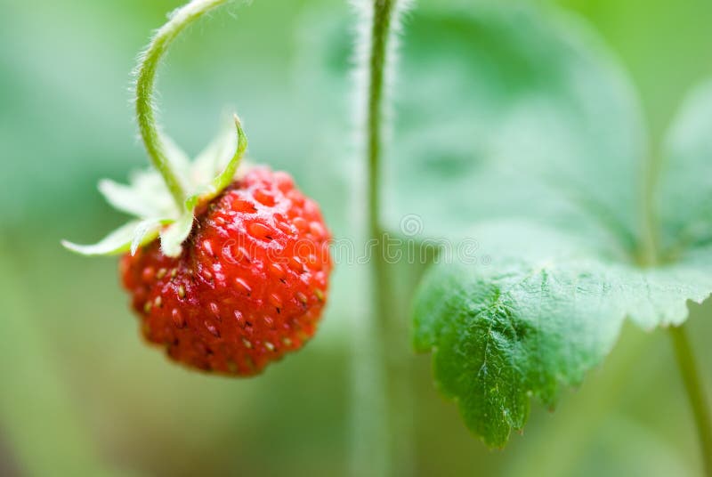 Strawberry on the vine stock image. Image of allotment - 111814371