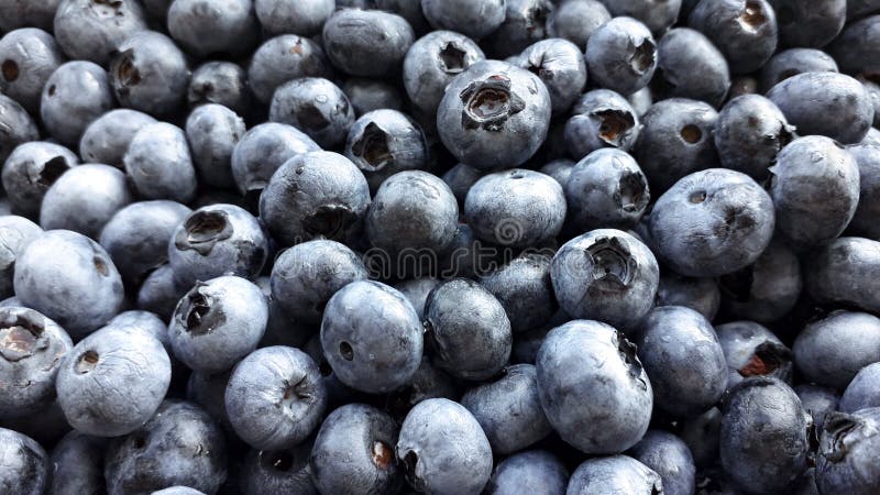 Ripe Summer Berries. Blueberries Stock Photo - Image of harvest, fresh ...
