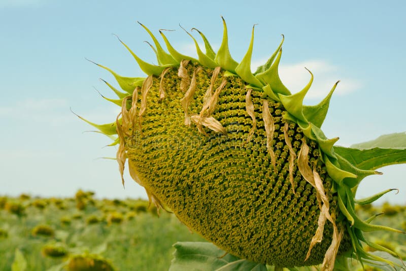 Ripe sunflower stock image. Image of leaf, harvesting - 11131421
