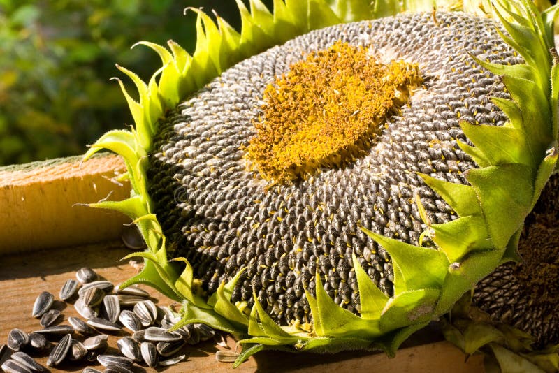 Ripe sunflower stock image. Image of grow, shelled, bright - 21267187