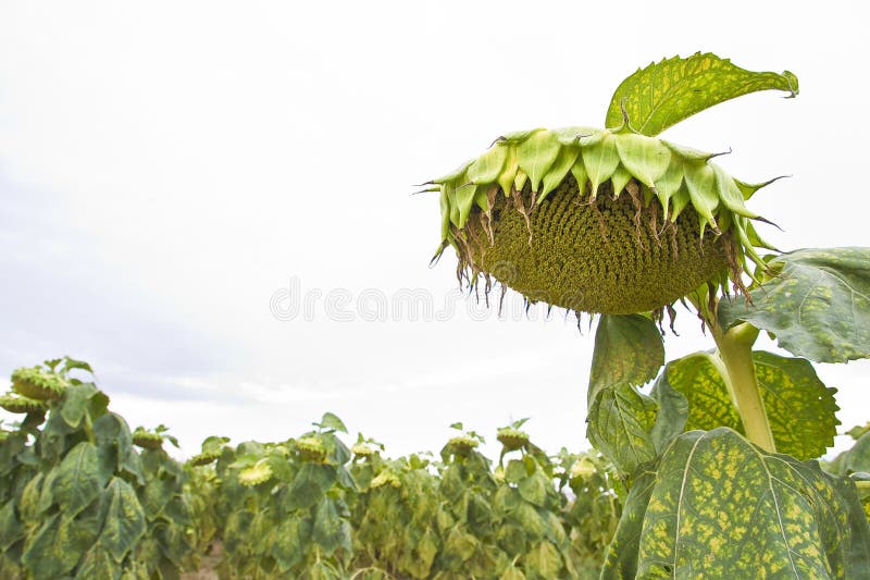 Ripe Sunflower in a Field Ready To Be Harvest Stock Image - Image of ...