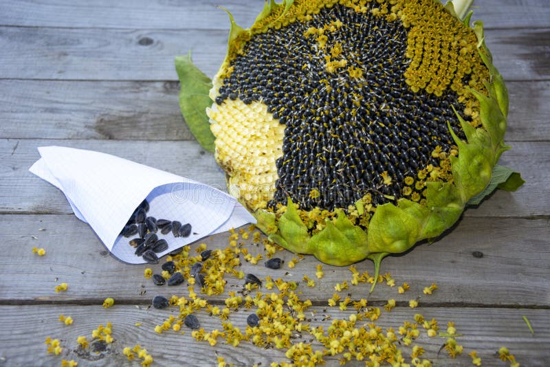 Ripe Sunflower. Seeds in a Bag and a Sunflower Flower Stock Photo ...