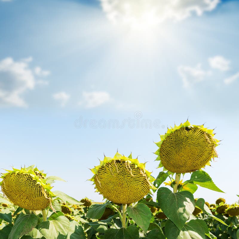 Ripe Sunflowers on Field and Sun in Clouds Stock Image - Image of ...