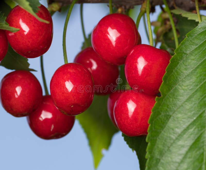 Ripe Sweet Cherry Grows in a Garden on a Tree on a Branch Close Up ...