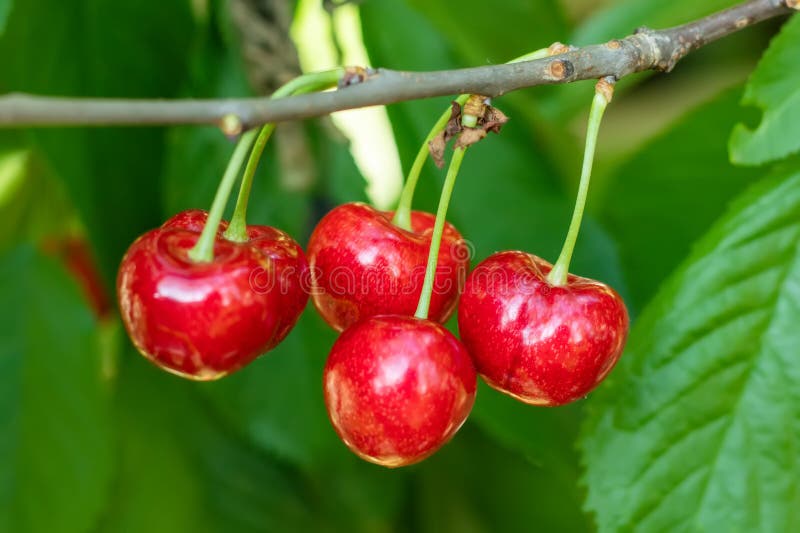 Ripe Sweet Cherry Hanging from a Sweet Cherry Tree Branch Stock Image ...