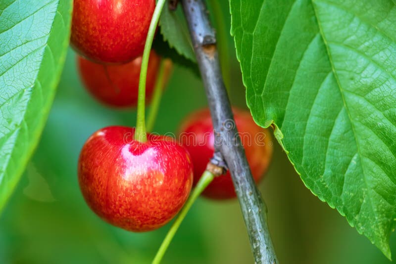 Ripe Sweet Cherry Hanging From A Sweet Cherry Tree Branch Stock Image