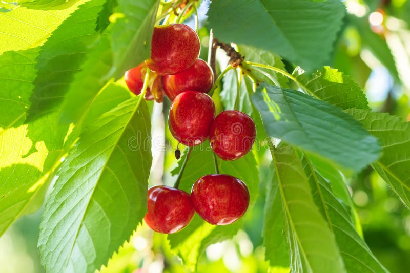 Ripe Sweet Cherry Hanging from a Sweet Cherry Tree Branch Stock Image ...