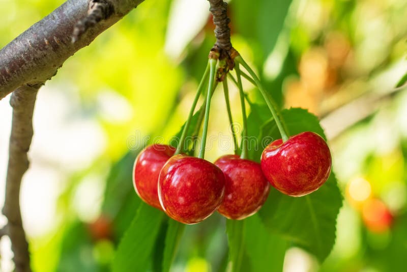 Ripe Sweet Cherry Hanging from a Sweet Cherry Tree Branch Stock Photo ...